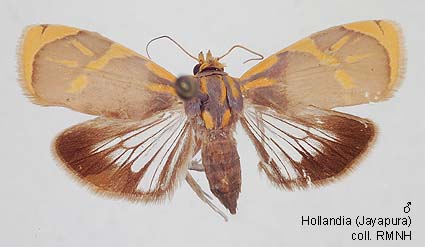 Papua Insects Foundation (Lepidoptera/Immidae/Imma lyrifera)